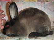 An Illustrated Guide to Rabbit Coat Color Genetics* [Mink Hollow Rabbitry]