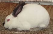 An Illustrated Guide to Rabbit Coat Color Genetics* [Mink Hollow Rabbitry]